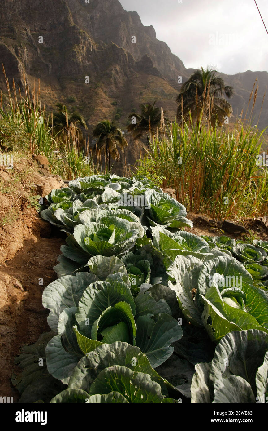 Vegetable crops growing in the fertile Paul Valley on Santo Antao ...