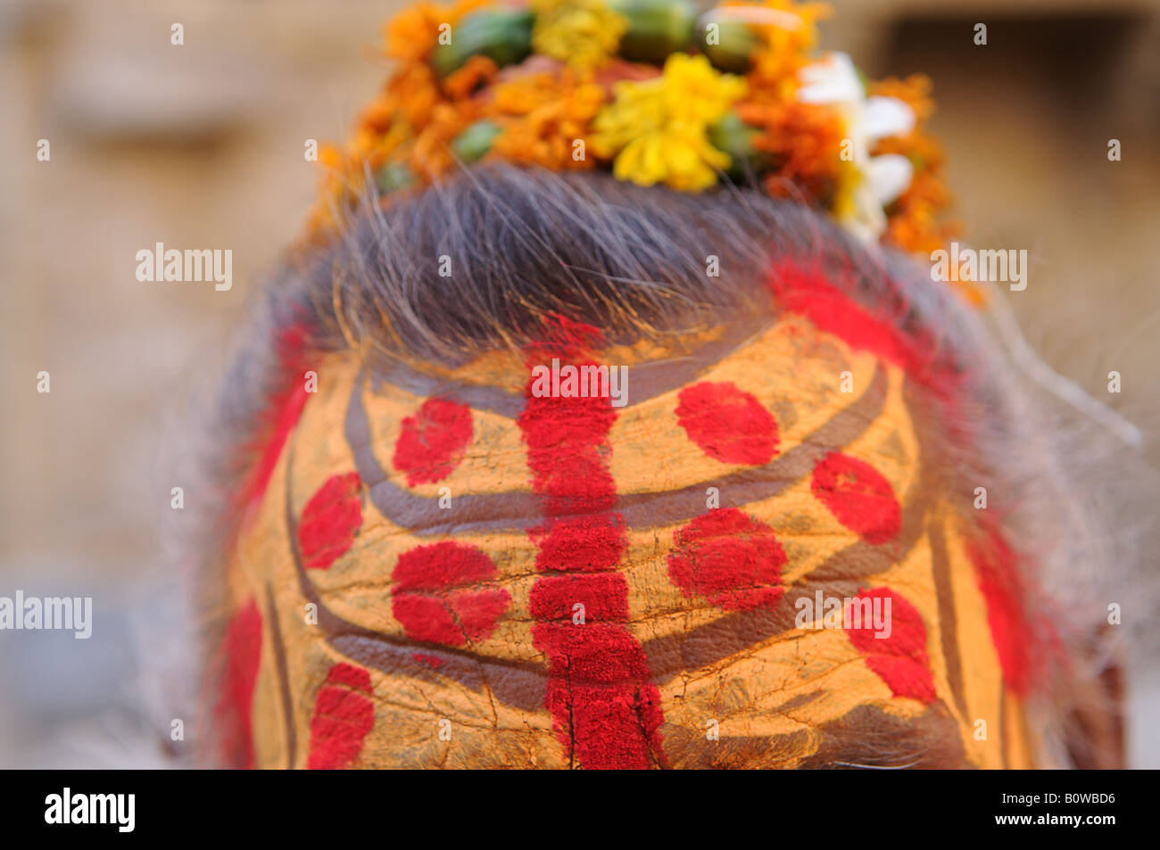 Forehead marking hi-res stock photography and images - Alamy