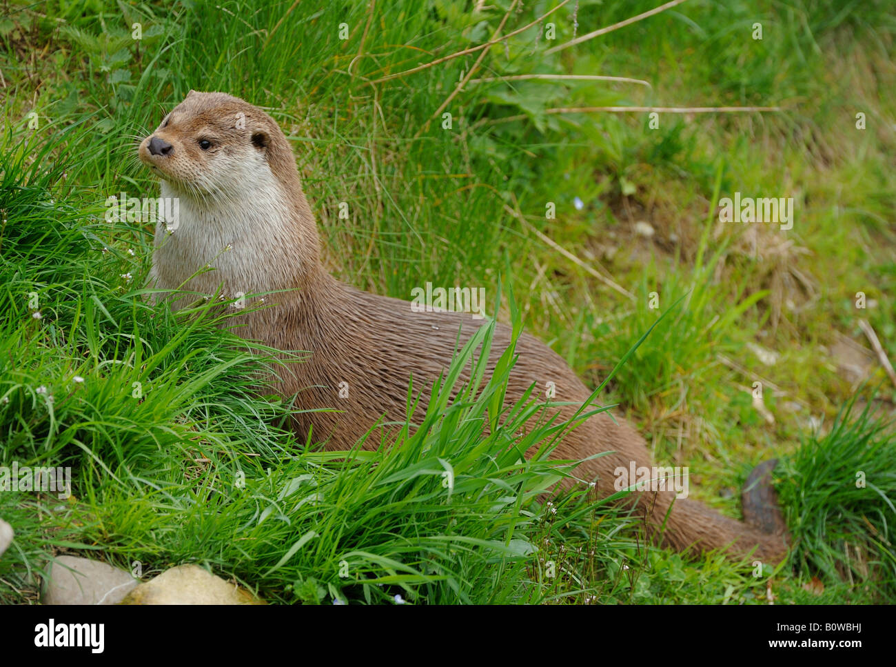 Eurasian Otter (Lutra lutra Stock Photo - Alamy