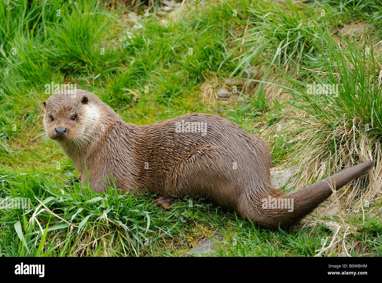Eurasian Otter (Lutra lutra Stock Photo - Alamy