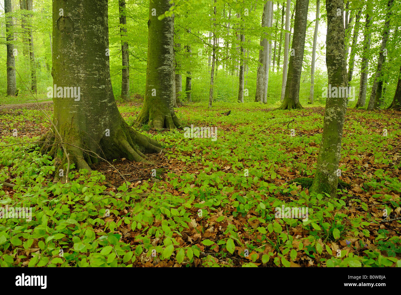 Beech (Fagus) forest in spring, new leaf growth Stock Photo - Alamy