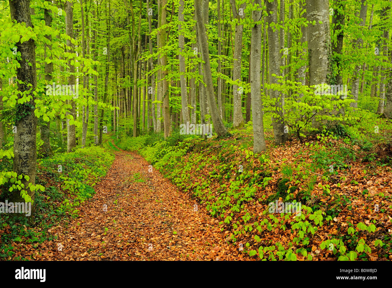 Beech (Fagus) forest in spring, new leaf growth Stock Photo - Alamy