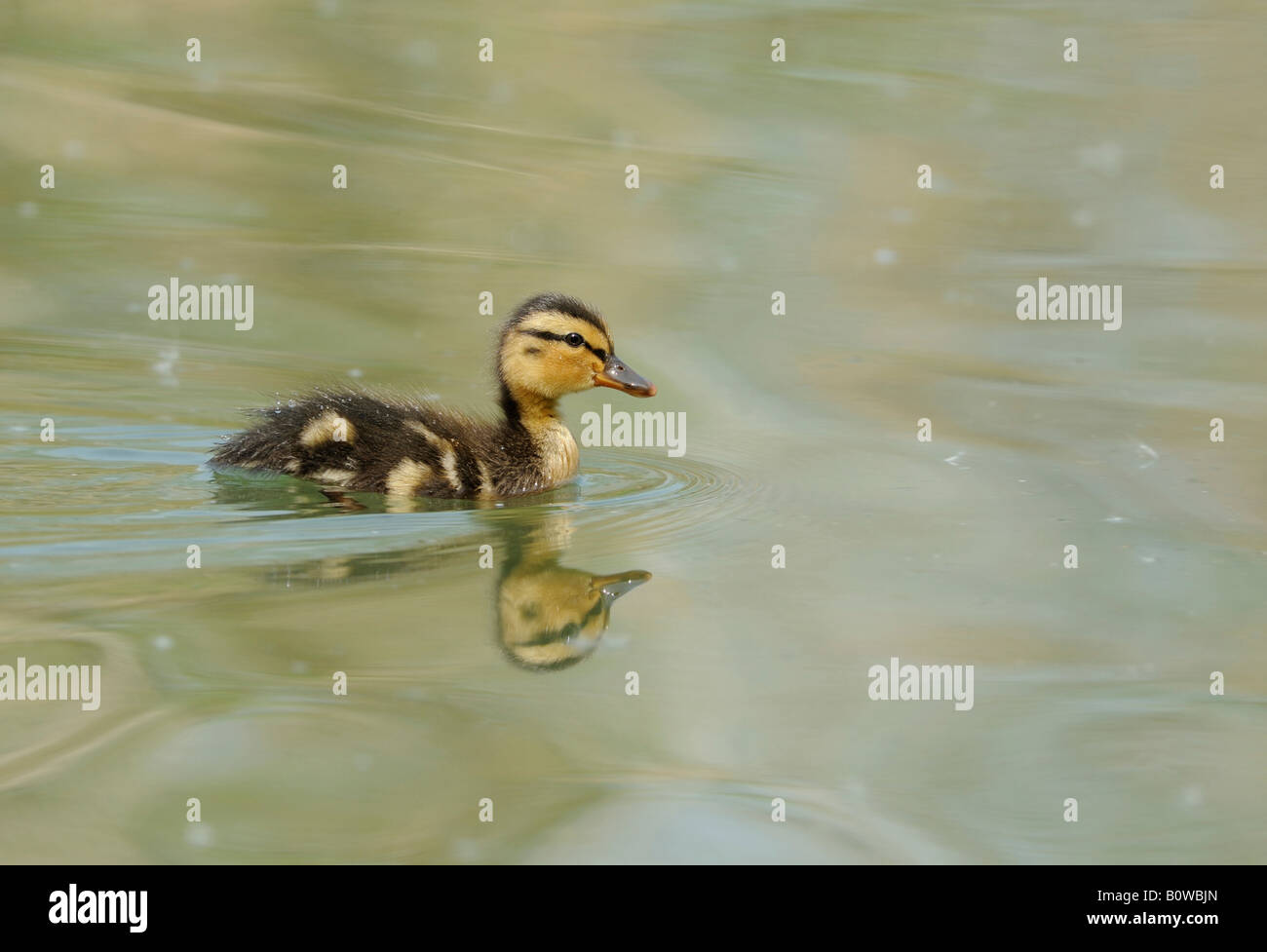 Mallard Duck (Anas platyrhynchos) chick Stock Photo - Alamy