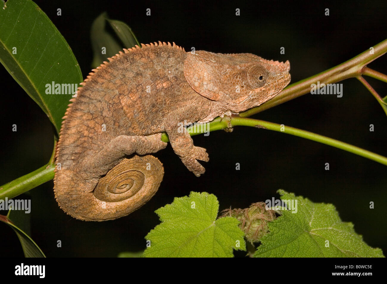 Short-horned Chameleon (Calumma brevicornis), Madagascar, Africa Stock ...