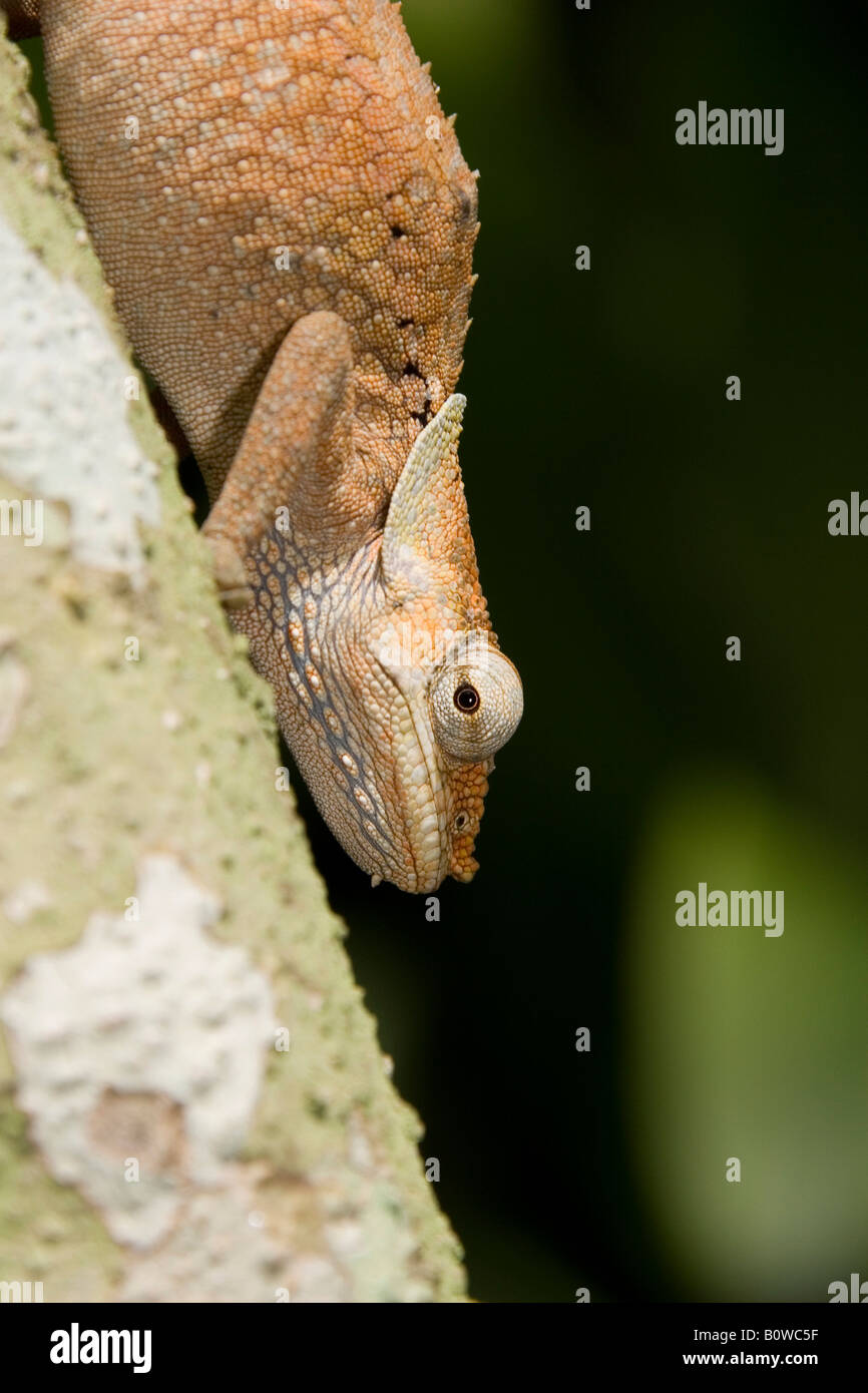 Short-horned Chameleon (Calumma brevicornis), Madagascar, Africa Stock ...