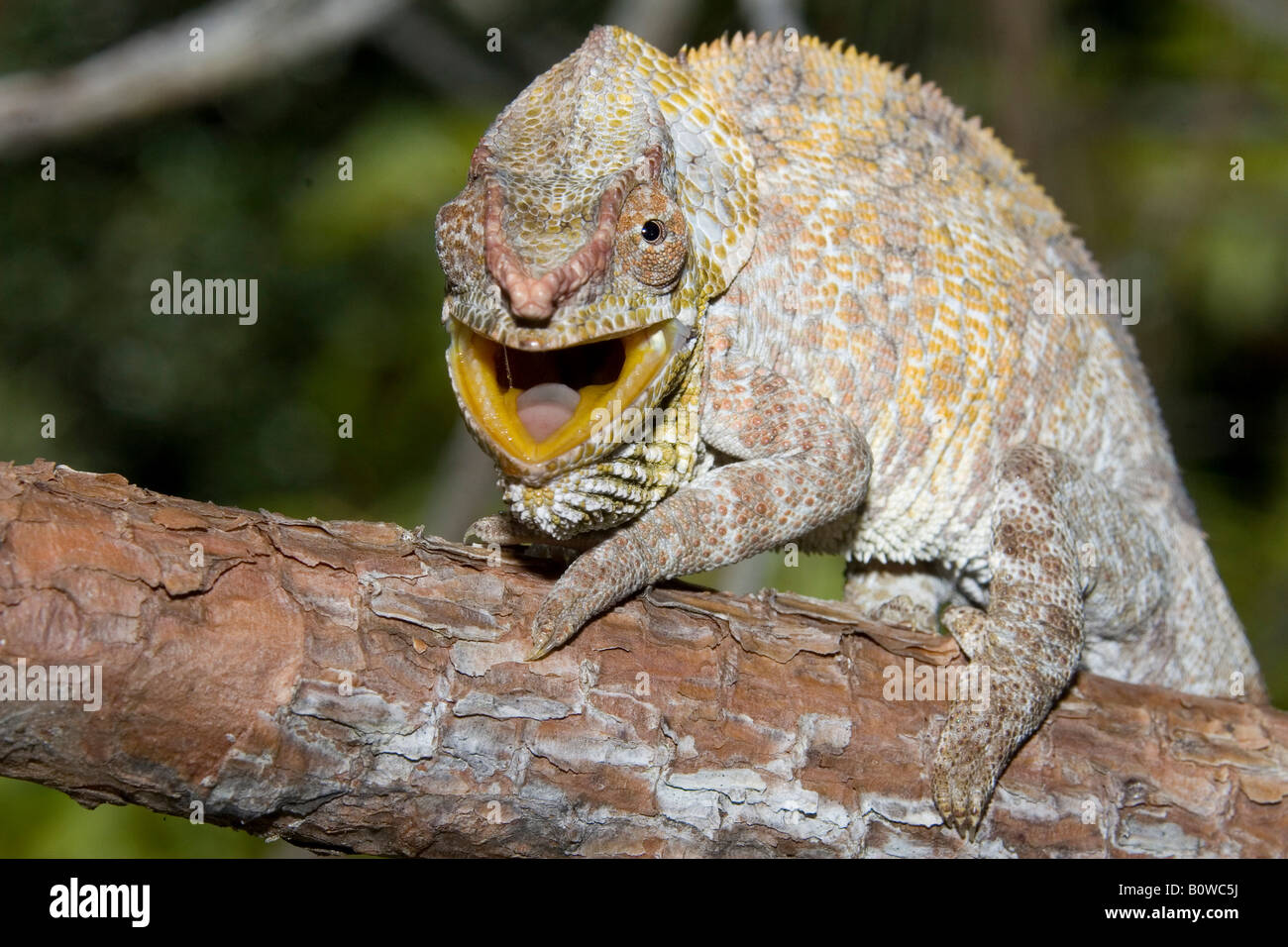 Short-horned Chameleon (Calumma brevicornis), Madagascar, Africa Stock ...