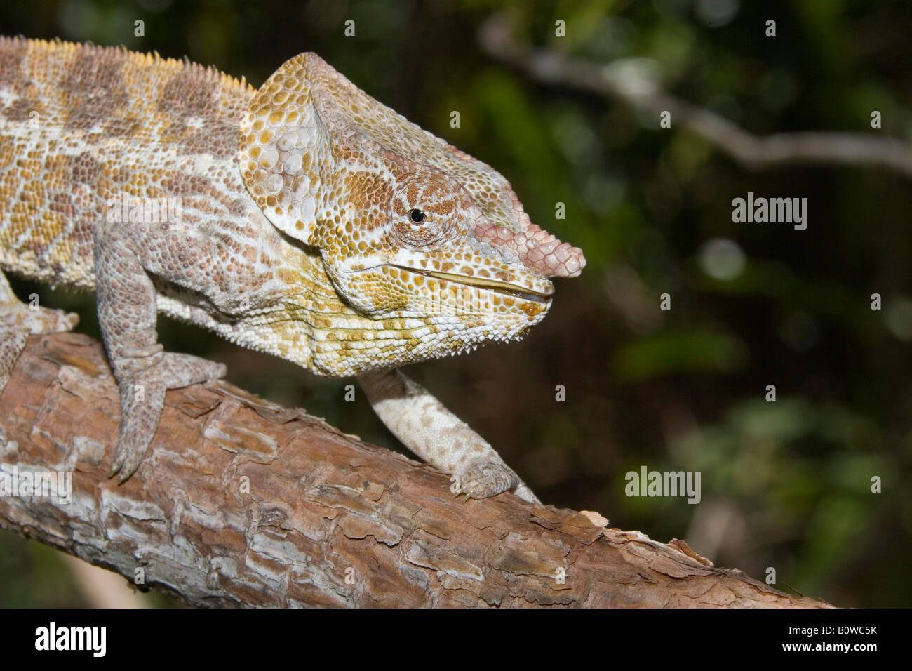 Short-horned Chameleon (Calumma brevicornis), Madagascar, Africa Stock ...