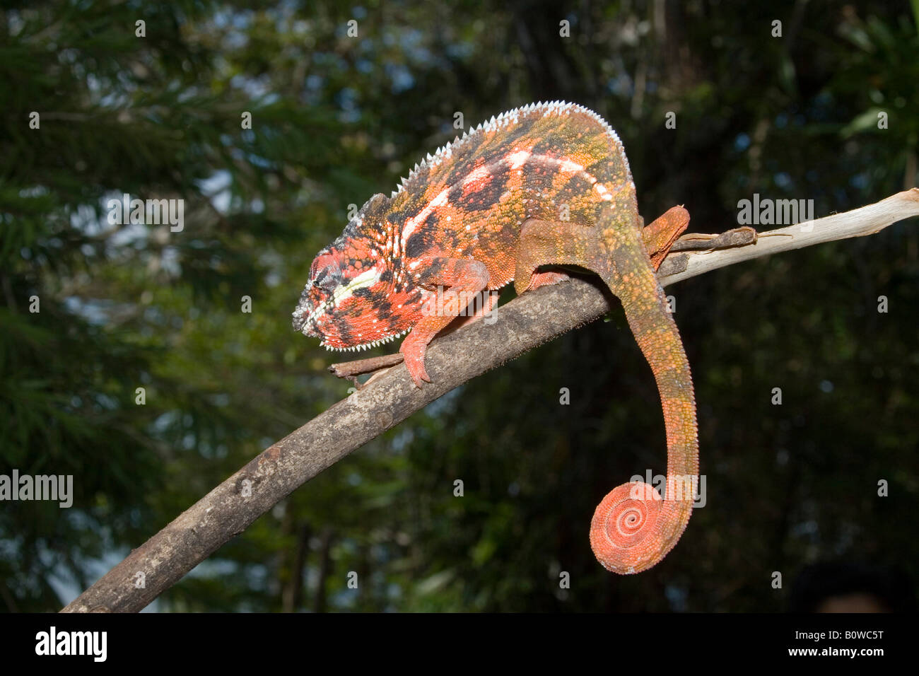 Male Short-horned Chameleon (Calumma brevicornis), Madagascar, Africa ...