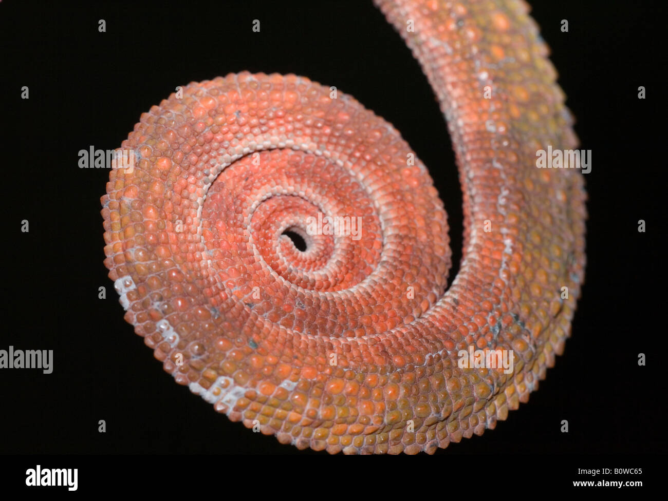 Male Panther Chameleon (Furcifer pardalis), detailed view of the tail ...