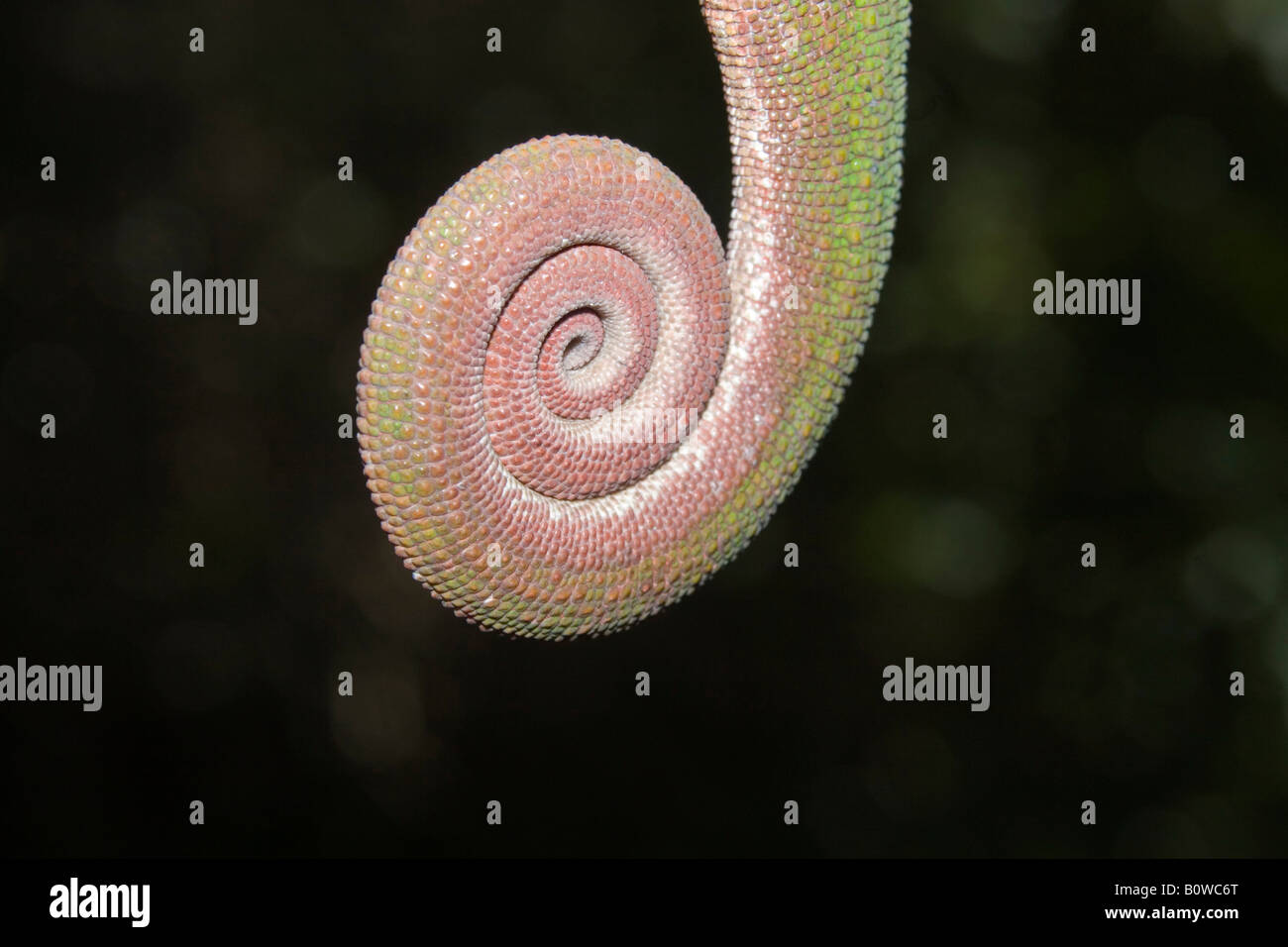 Tail of a male Panther Chameleon (Furcifer pardalis), Madagascar ...