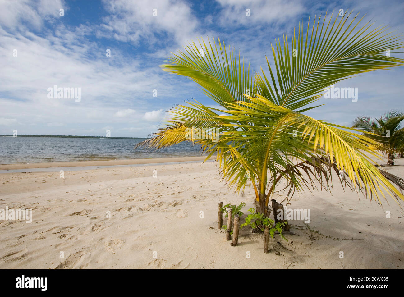 Palm tree on a beach in Manambato, Madagascar, Africa Stock Photo - Alamy