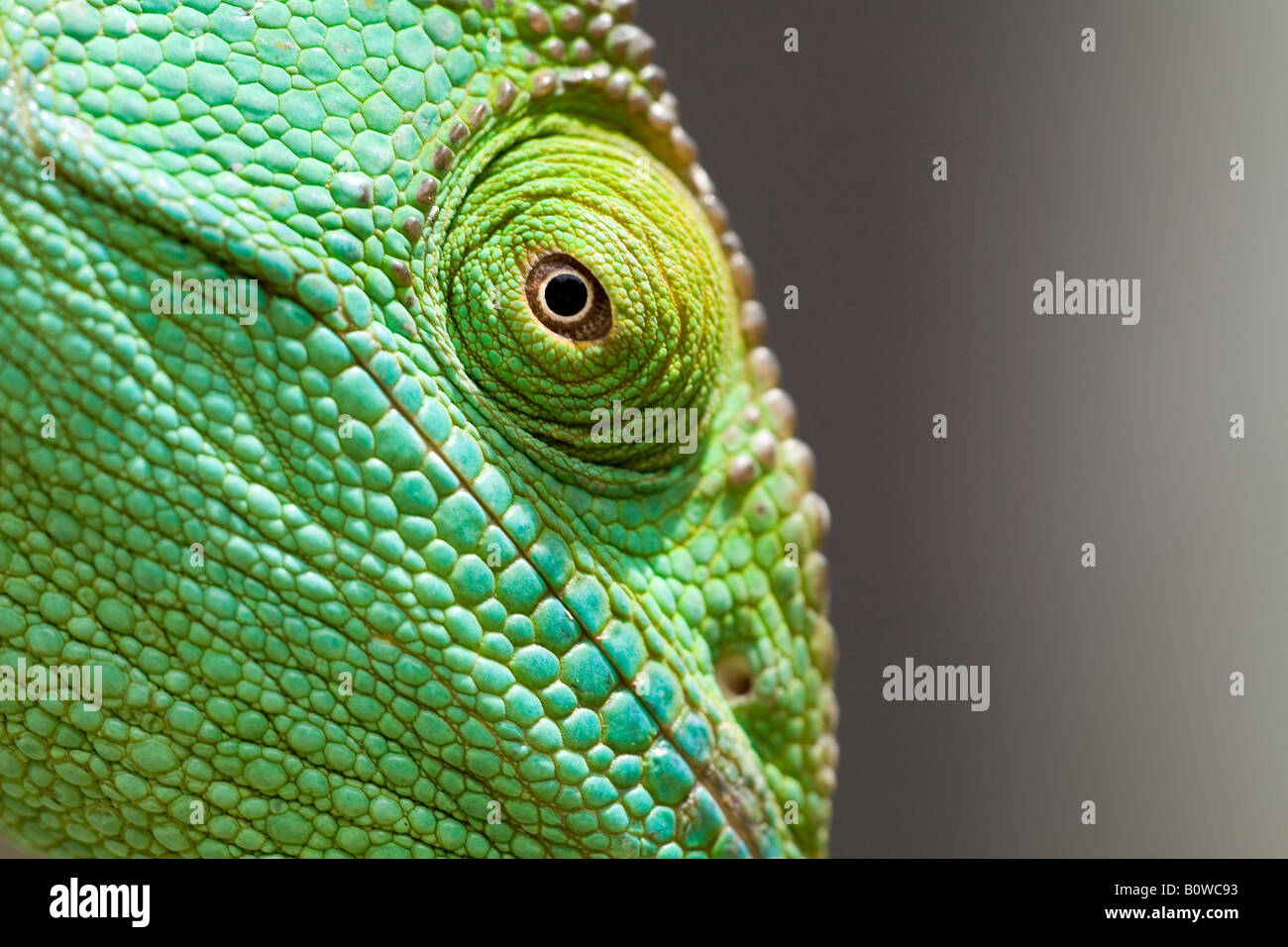 Parson's Chameleon (Calumma parsonii), female, Madagascar, Africa Stock ...