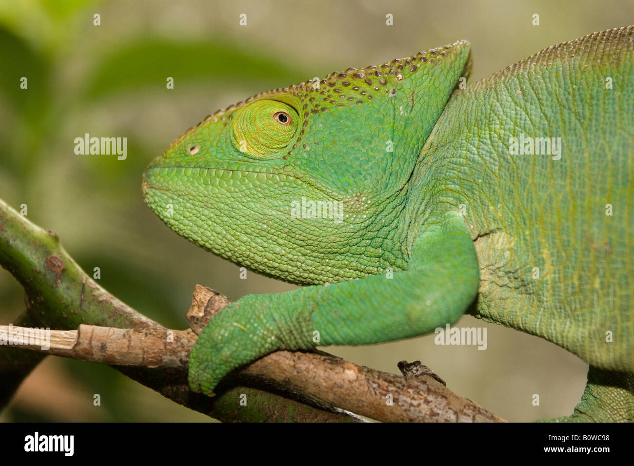 Parson's Chameleon (Calumma parsonii), female, Madagascar, Africa Stock ...