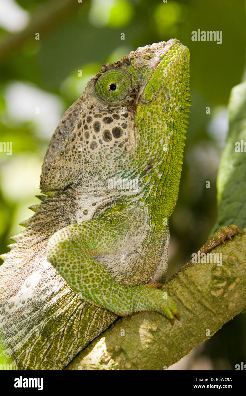 Spiny Chameleon (Furcifer Verrucosus), Madagascar, Africa Stock Photo ...