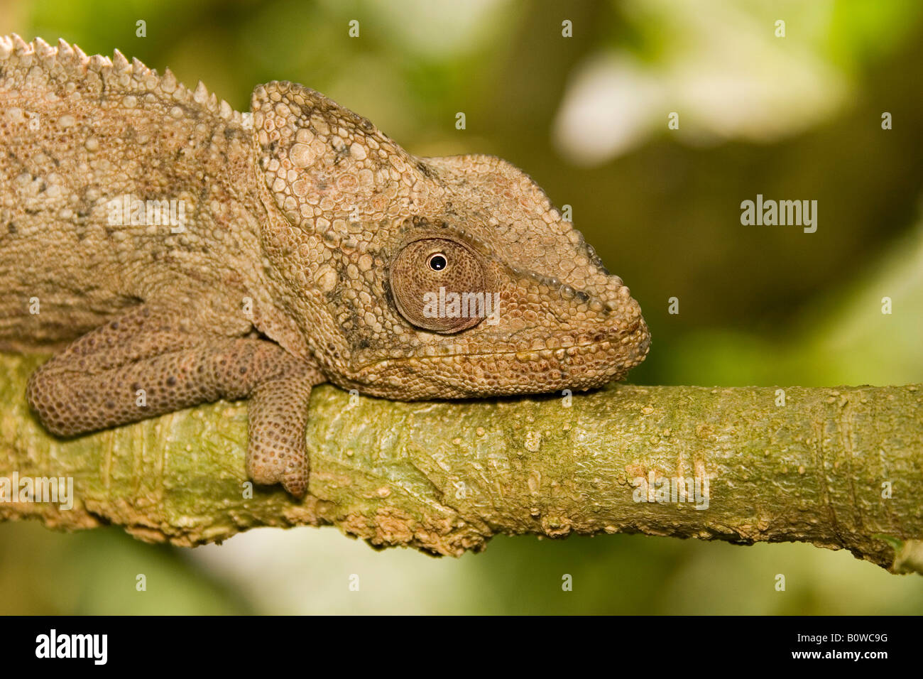 Spiny Chameleon (Furcifer Verrucosus), Madagascar, Africa Stock Photo ...