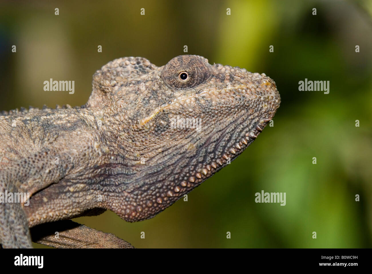 Spiny Chameleon (Furcifer Verrucosus), Madagascar, Africa Stock Photo ...