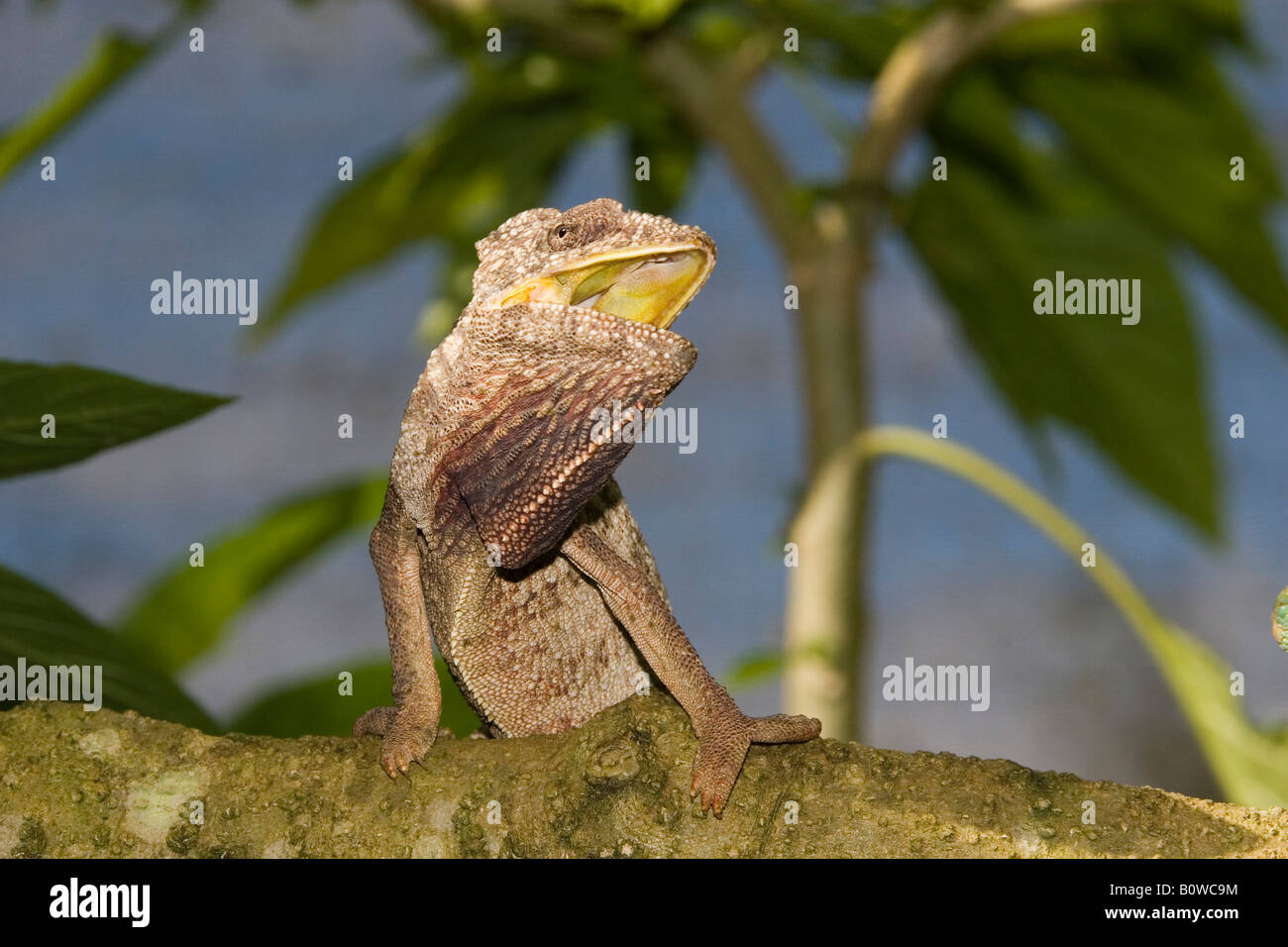 Spiny Chameleon (Furcifer Verrucosus), Madagascar, Africa Stock Photo ...
