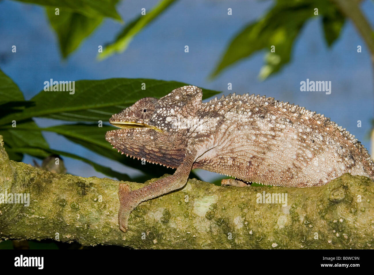 Madagascar spiny chameleon hi-res stock photography and images - Alamy