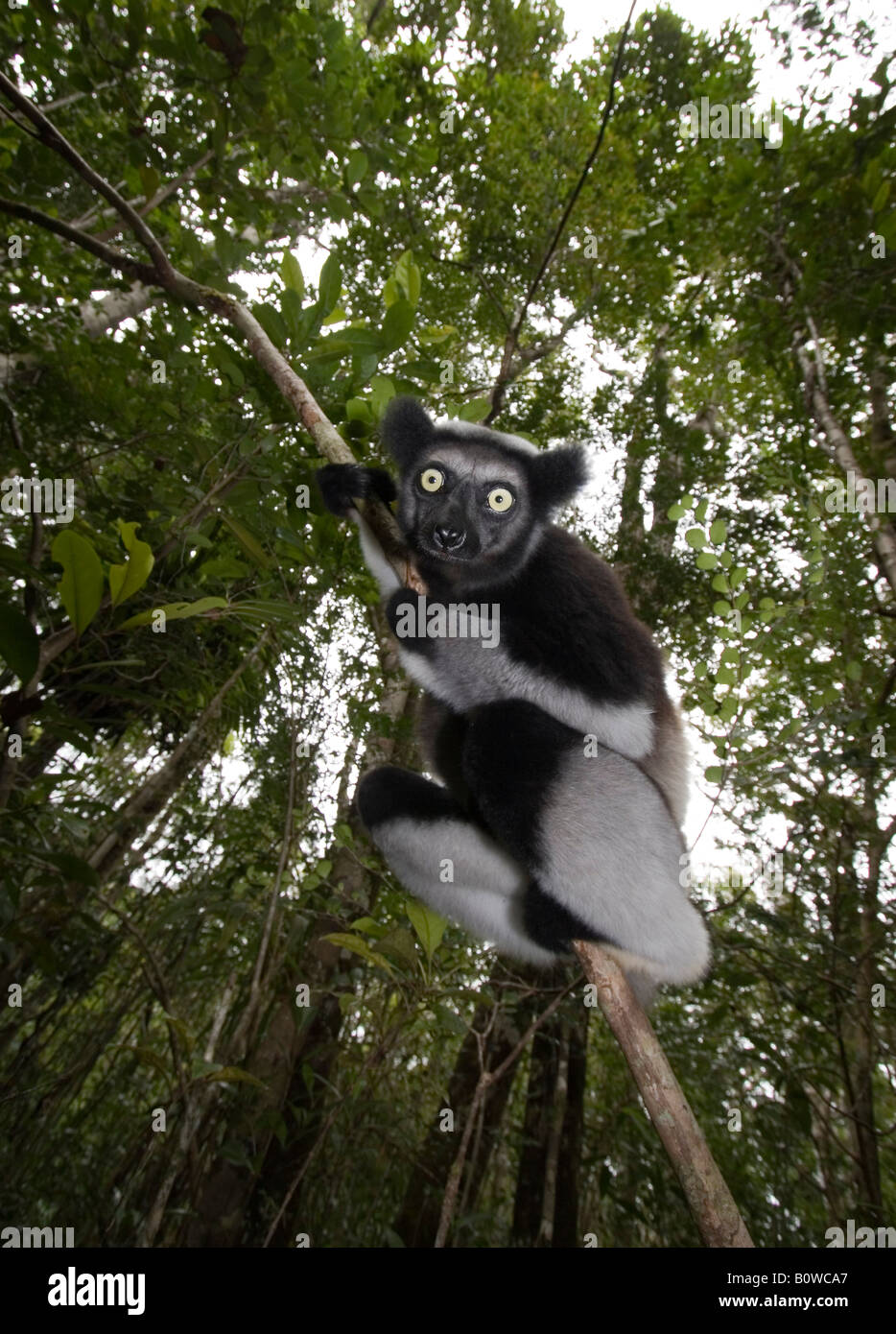 Indri hi-res stock photography and images - Alamy