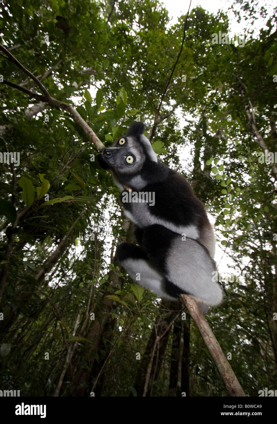 Indri or Babakoto (Indri indri), Madagascar, Africa Stock Photo - Alamy