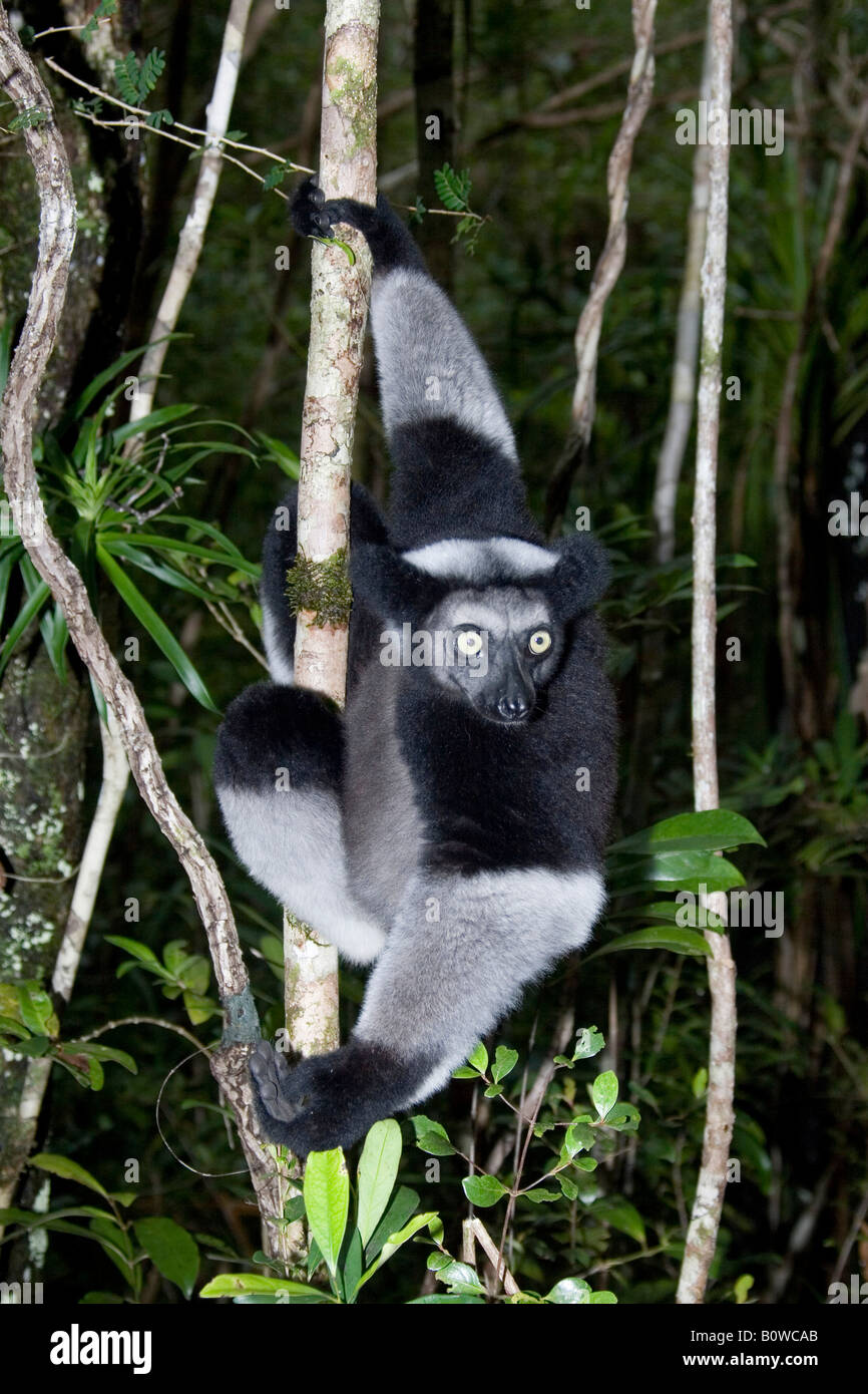Indri or Babakoto (Indri indri), Madagascar, Africa Stock Photo - Alamy