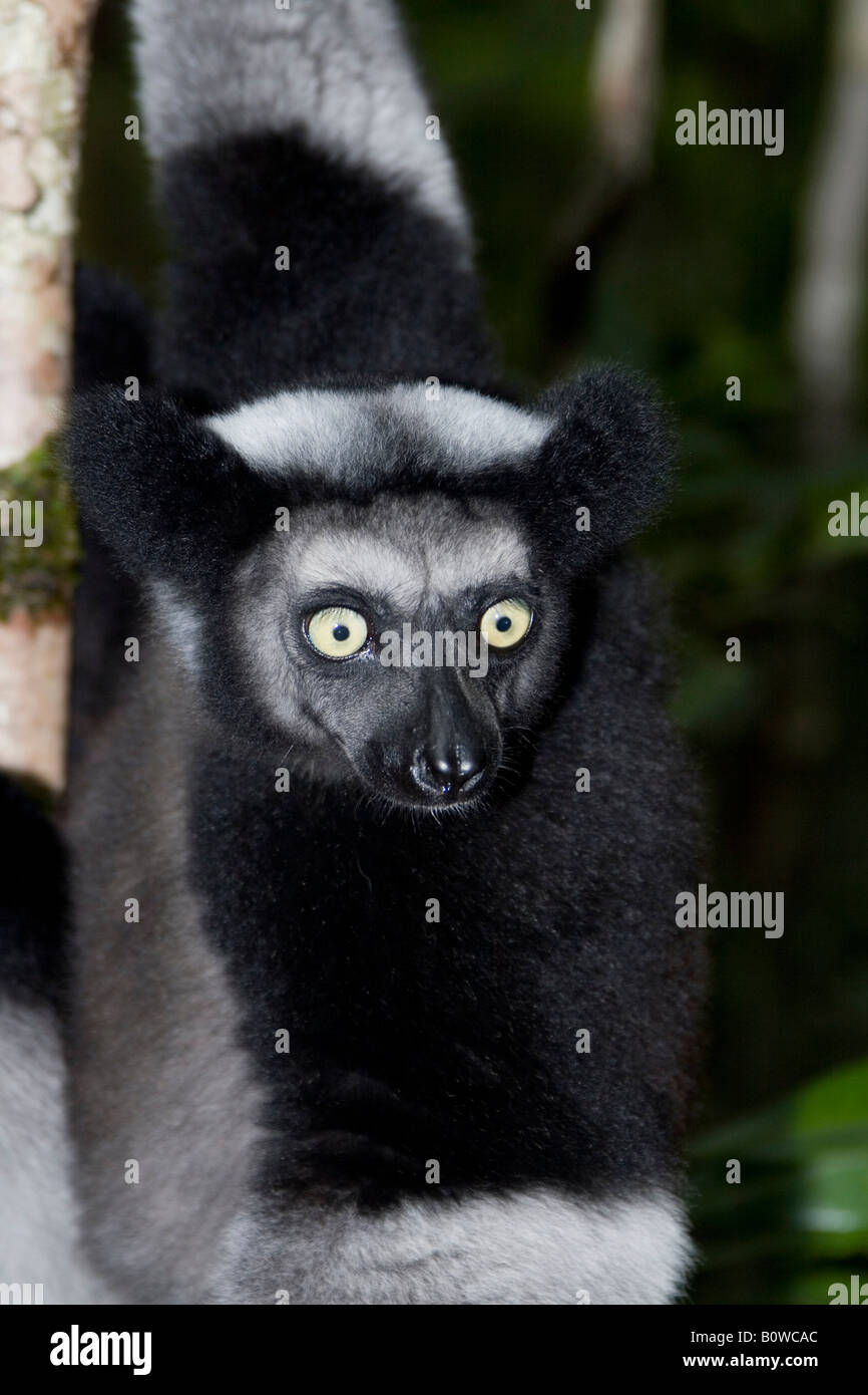 Indri or Babakoto (Indri indri), Madagascar, Africa Stock Photo - Alamy