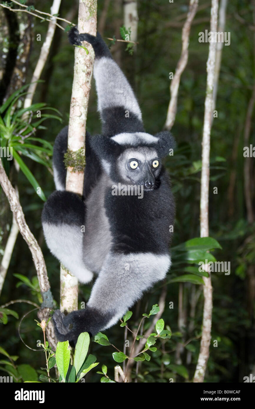 Indri hi-res stock photography and images - Alamy