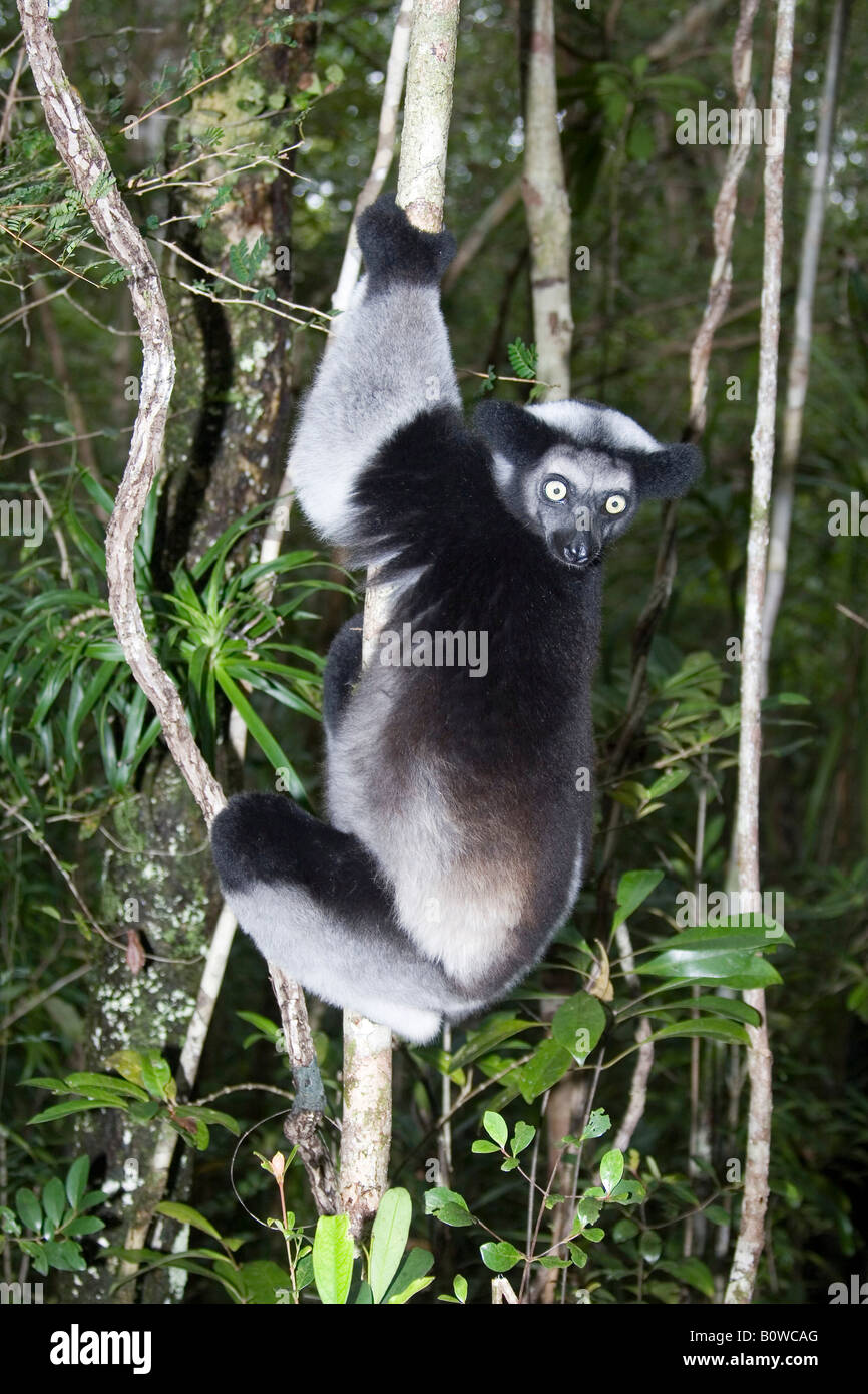 Indri or Babakoto (Indri indri), Madagascar, Africa Stock Photo - Alamy