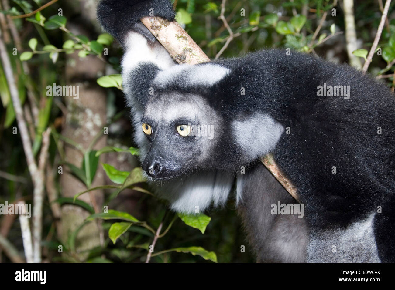 Indri or Babakoto (Indri indri), Madagascar, Africa Stock Photo - Alamy