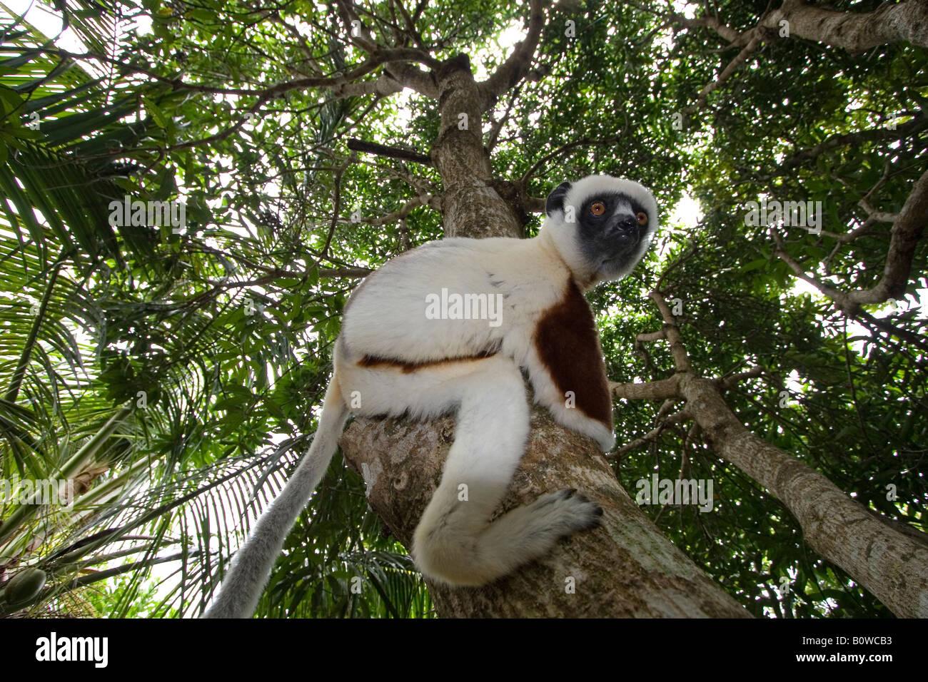 Coquerel's Sifaka (Propithecus coquereli), Madagascar, Africa Stock ...