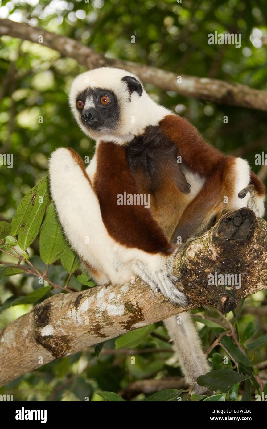 Coquerel's Sifaka (Propithecus coquereli), Madagascar, Africa Stock ...