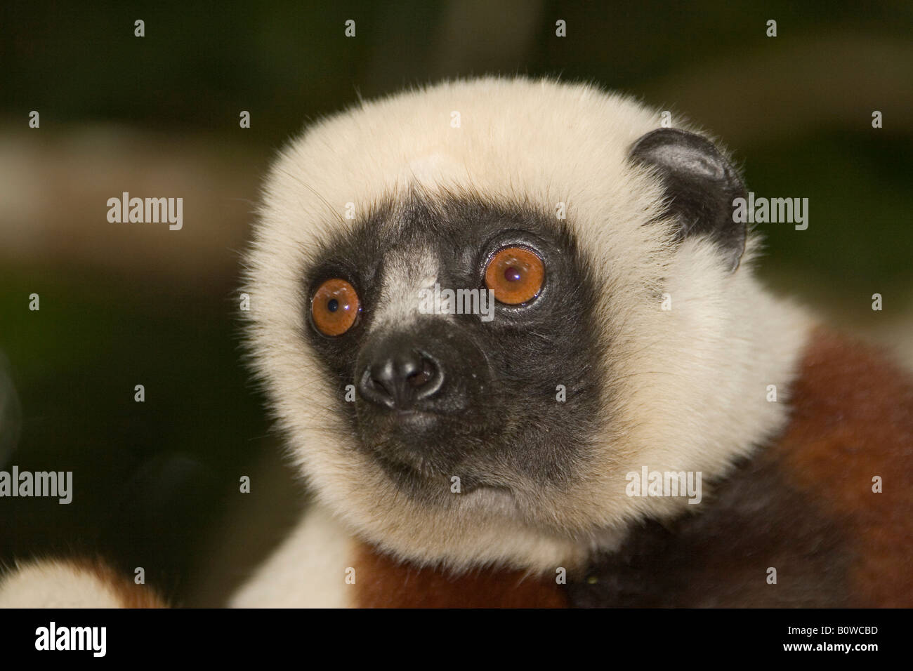 Coquerel's Sifaka (Propithecus coquereli), Madagascar, Africa Stock ...
