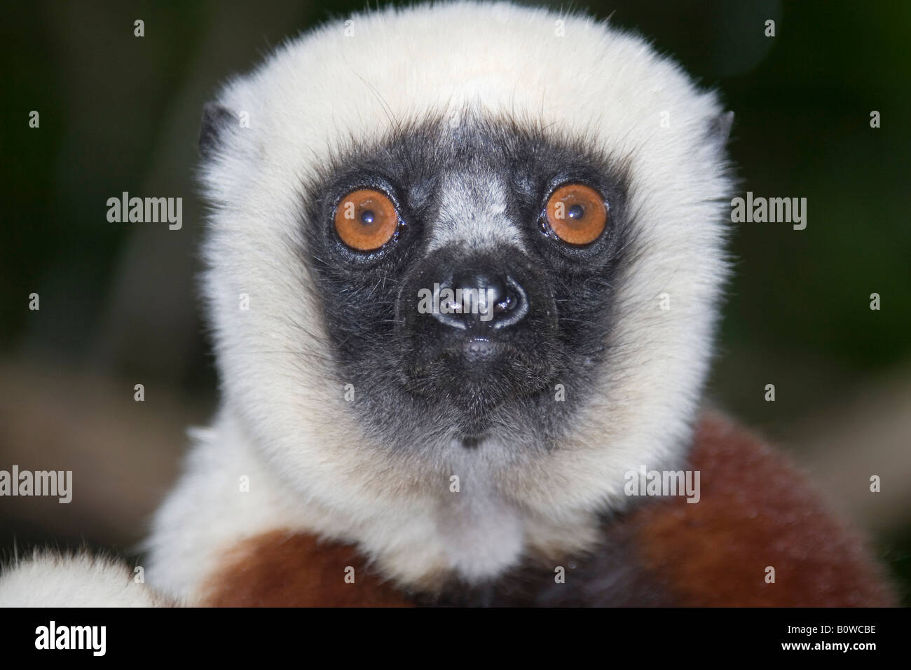 Coquerel's Sifaka (Propithecus coquereli), Madagascar, Africa Stock ...