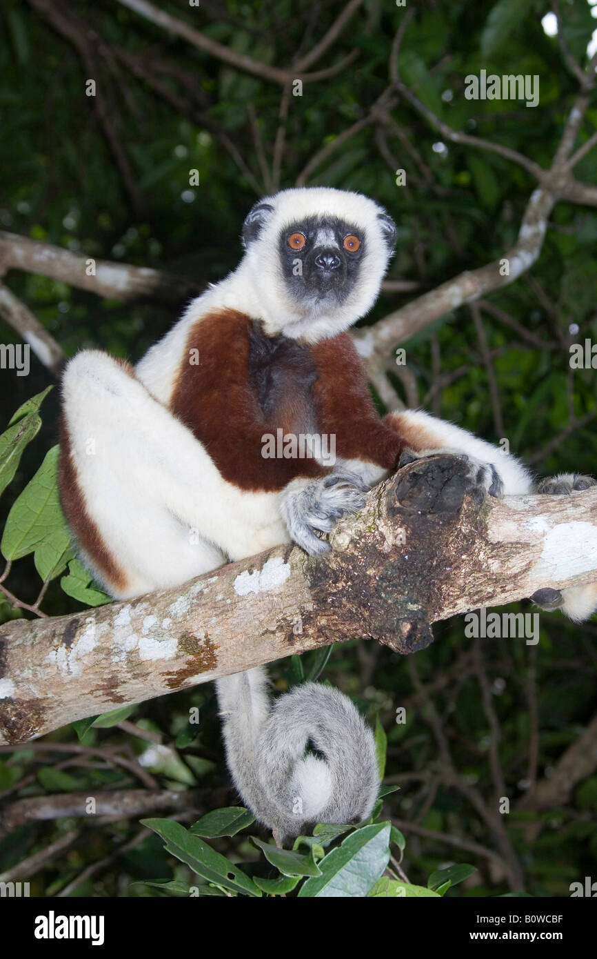 Coquerel's Sifaka (Propithecus coquereli), Madagascar, Africa Stock ...