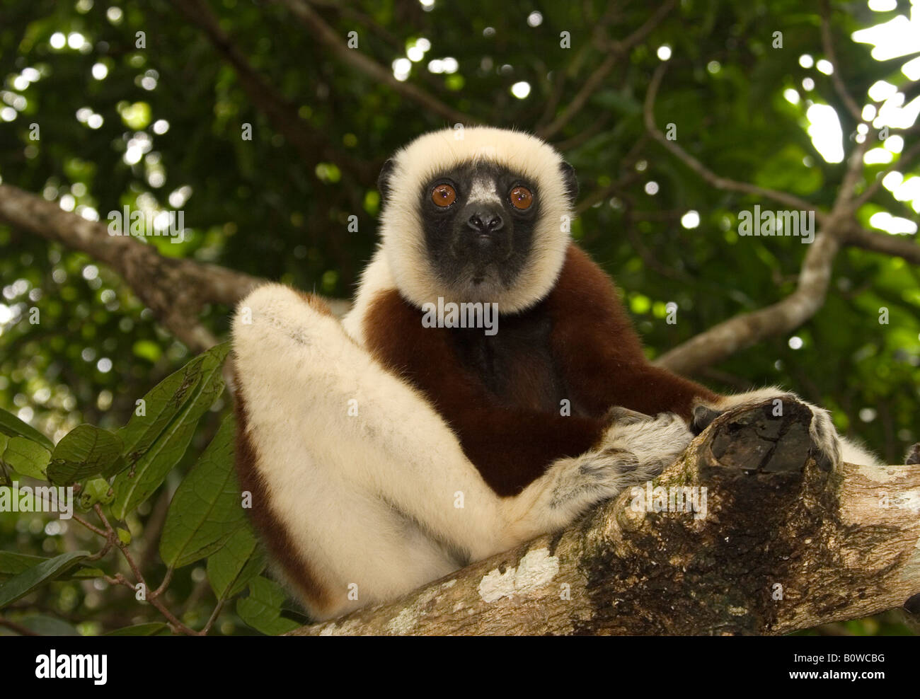 Coquerel's Sifaka (Propithecus coquereli), Madagascar, Africa Stock ...