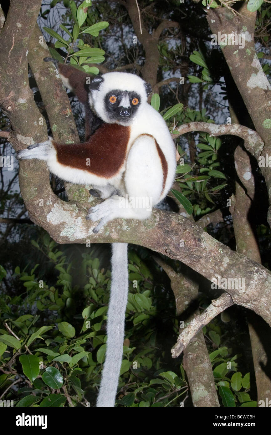 Coquerel's Sifaka (Propithecus coquereli), Madagascar, Africa Stock ...