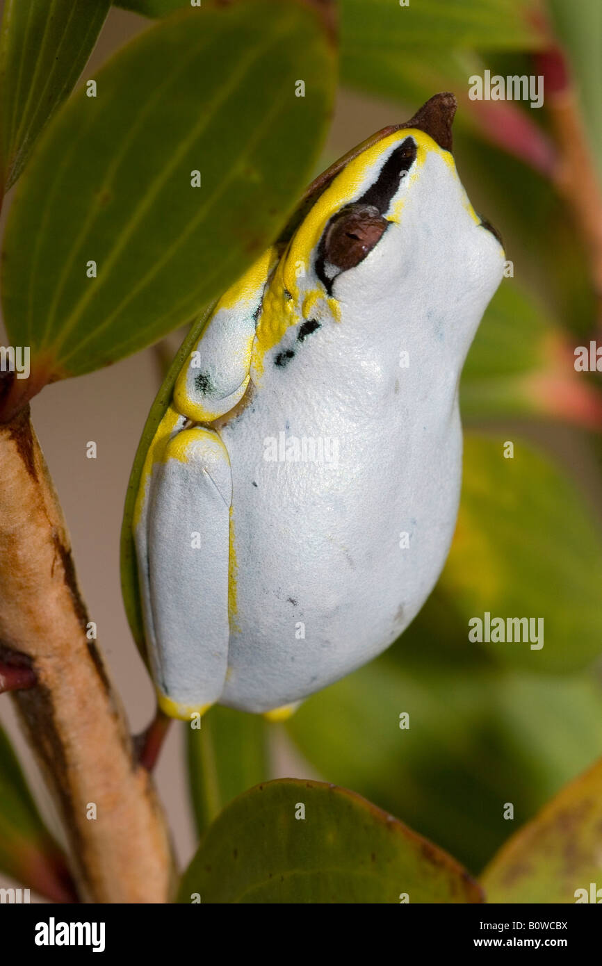 Powder blue reed frogs hi-res stock photography and images - Alamy