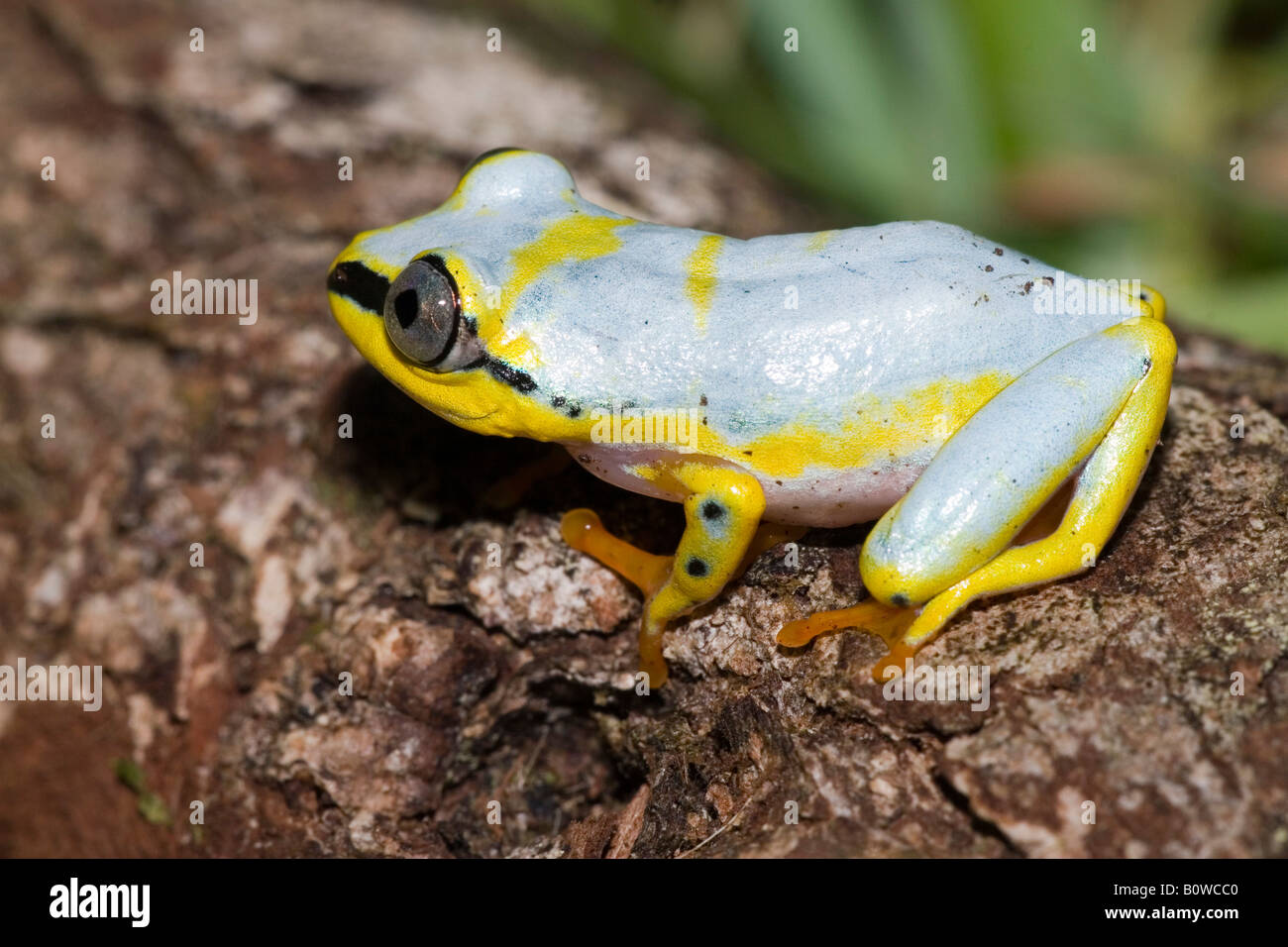 Madagascan Lined, White-Lined or Spotted Reed Frog (Heterixalus ...