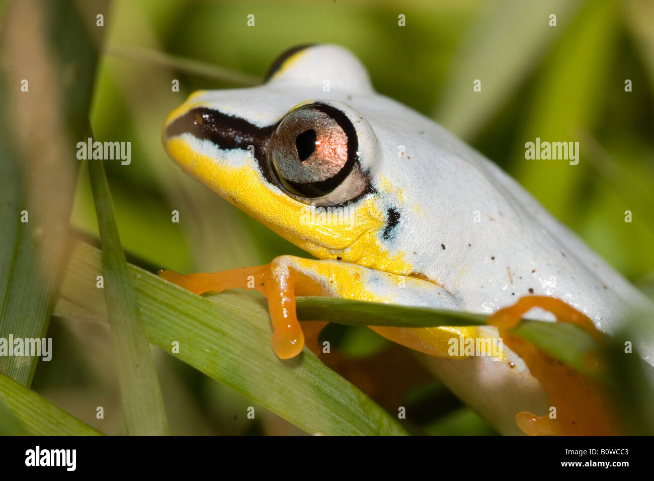 Madagascan Lined, White-Lined or Spotted Reed Frog (Heterixalus ...