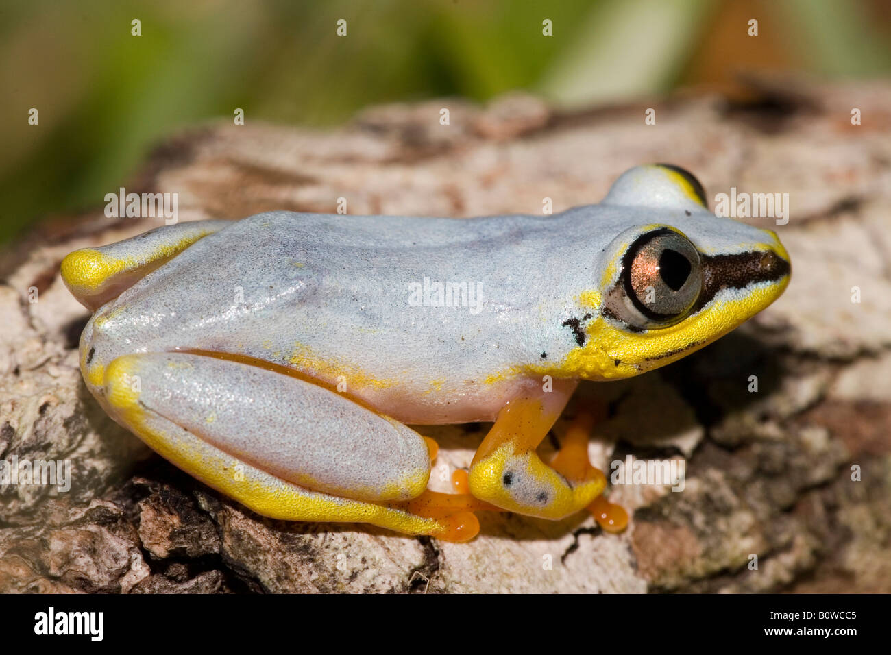 Madagascan Lined, White-Lined or Spotted Reed Frog (Heterixalus ...