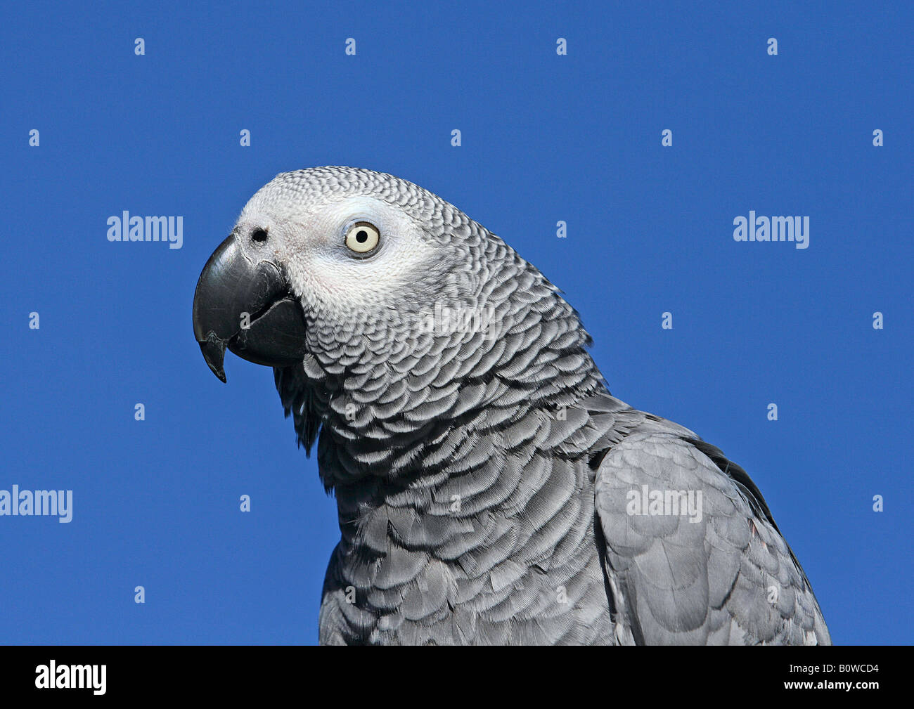 grey parrot - portrait / Psittacus erithacus Stock Photo - Alamy
