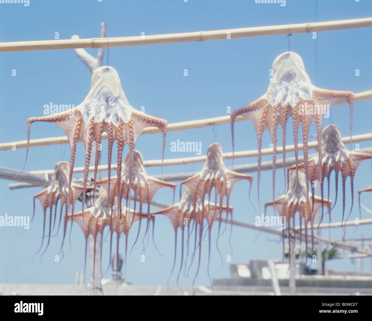 Octopus drying on rack Stock Photo - Alamy