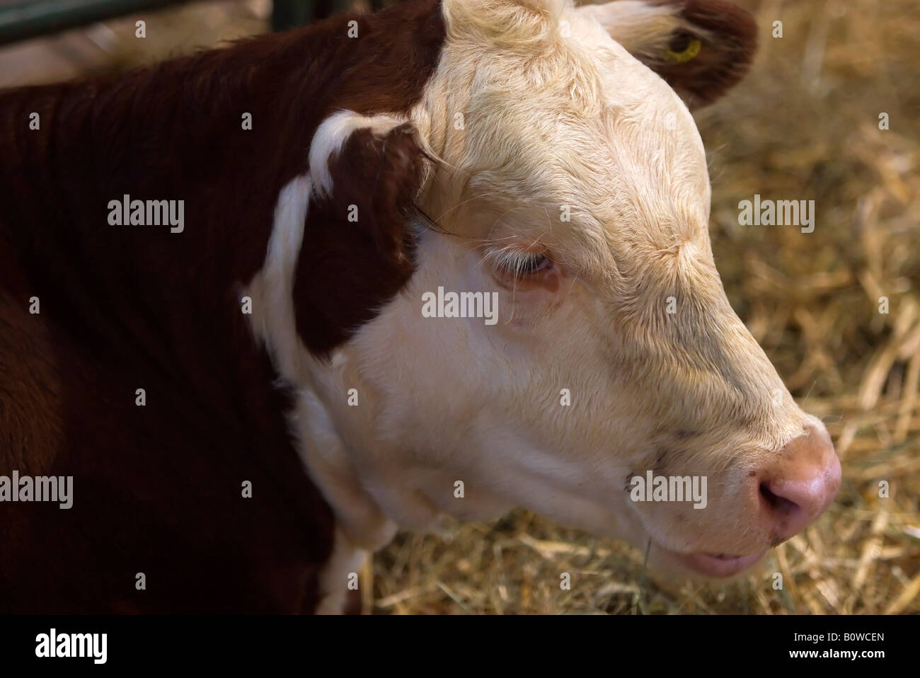 Vancouver Canada Lower Mainland Farmers Market and Farm Animals Stock ...