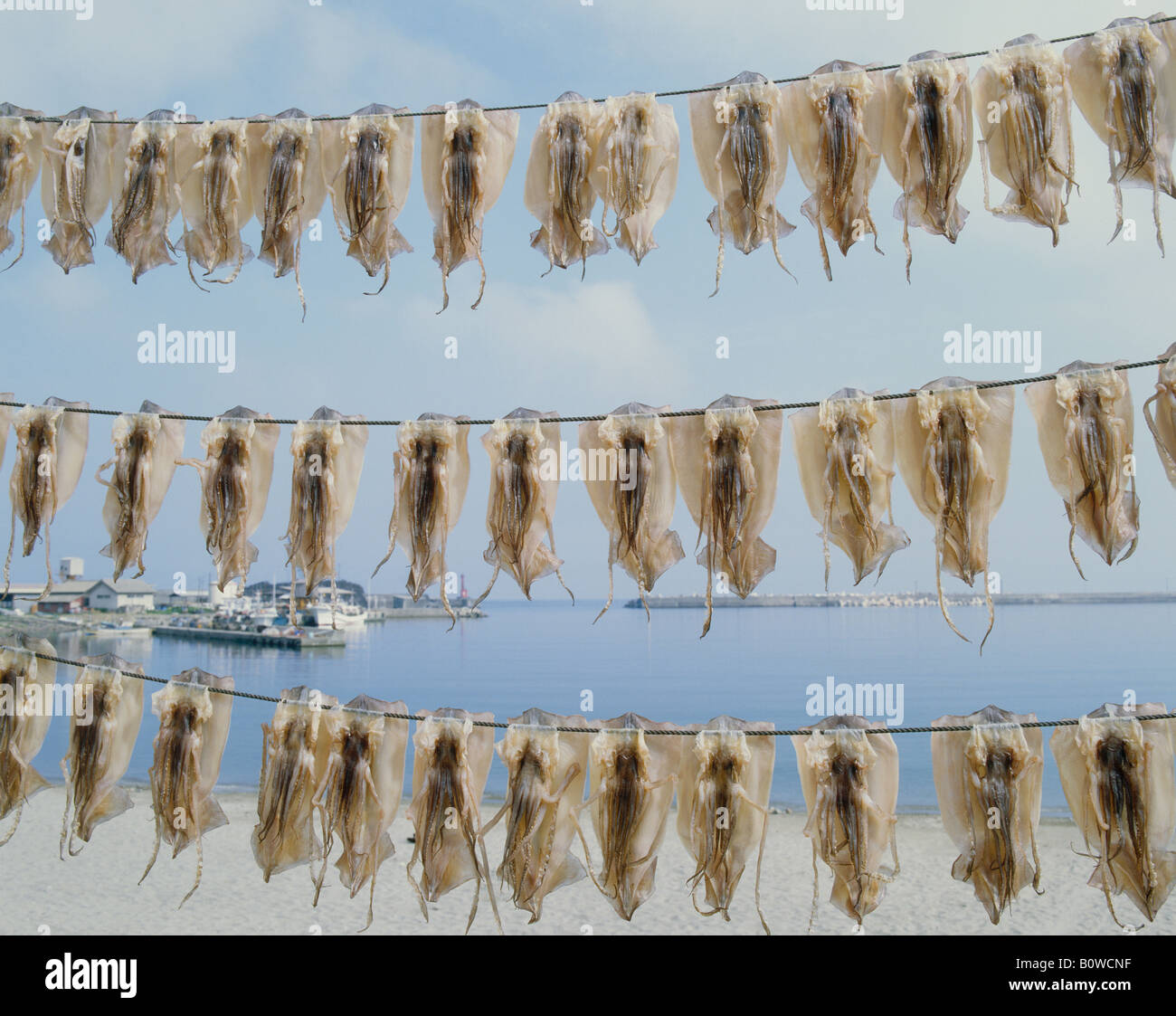 Squid drying on rack Stock Photo - Alamy