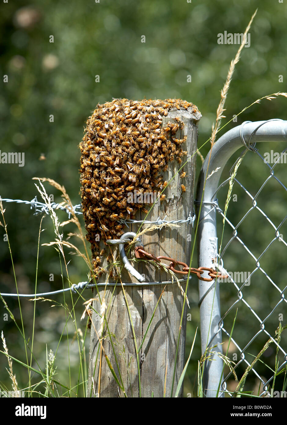 Migrating pest insects hi-res stock photography and images - Alamy
