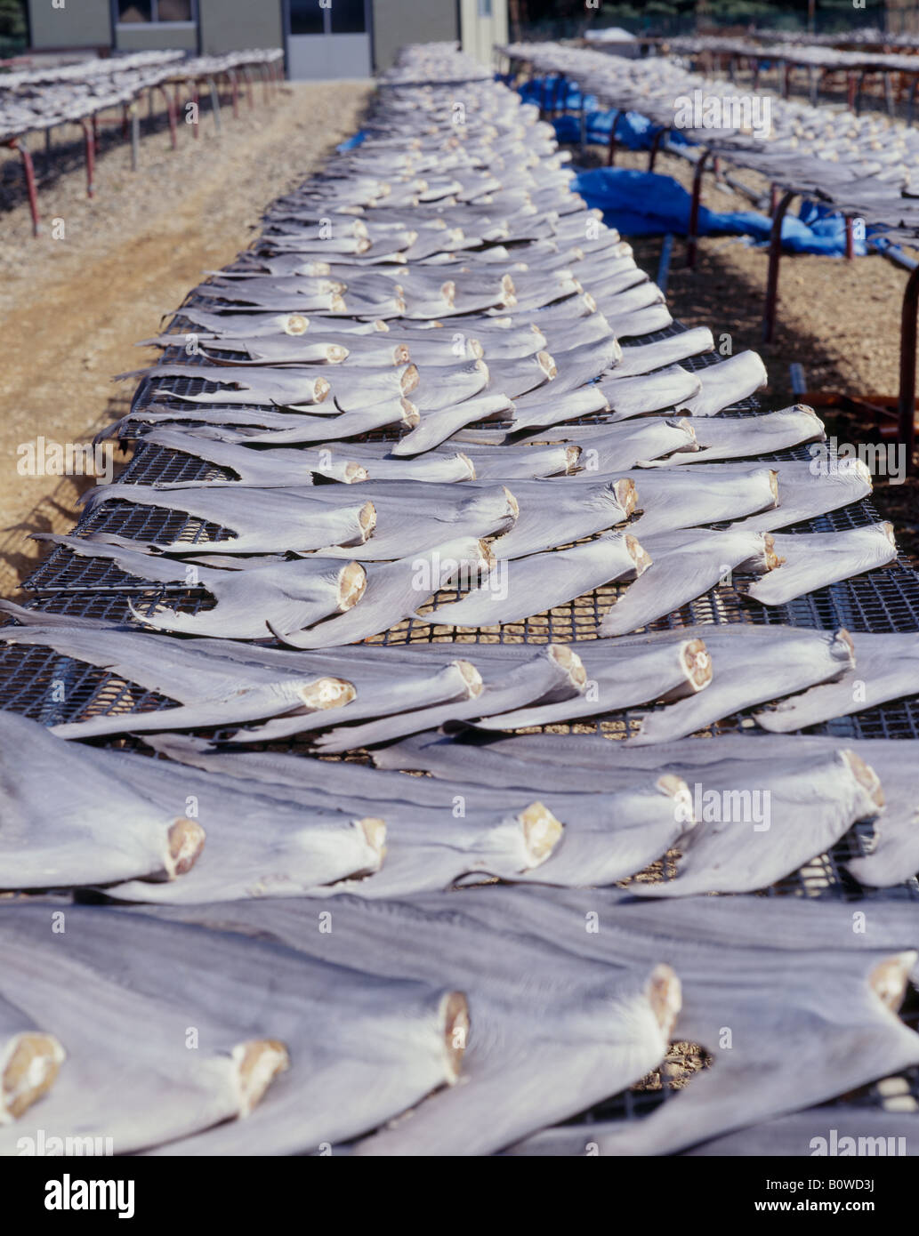 Shark fins drying on rack Stock Photo - Alamy