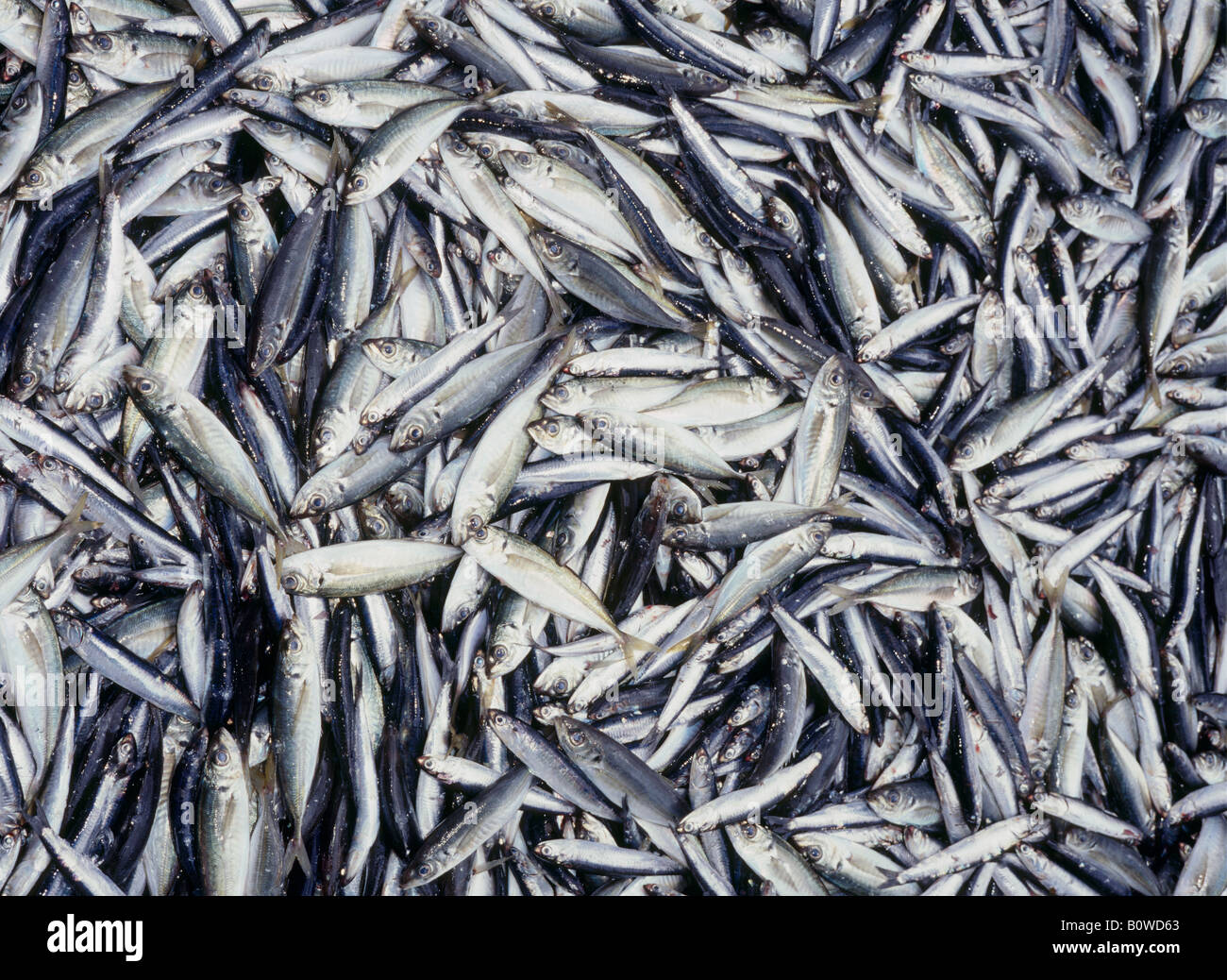 Horse mackerel catch Stock Photo - Alamy