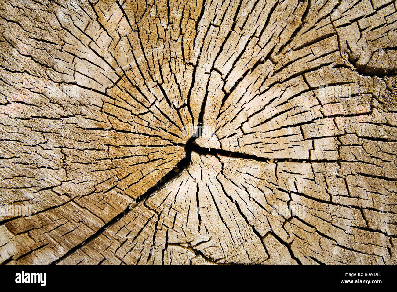 Cracks and patterns in dried wood Stock Photo - Alamy