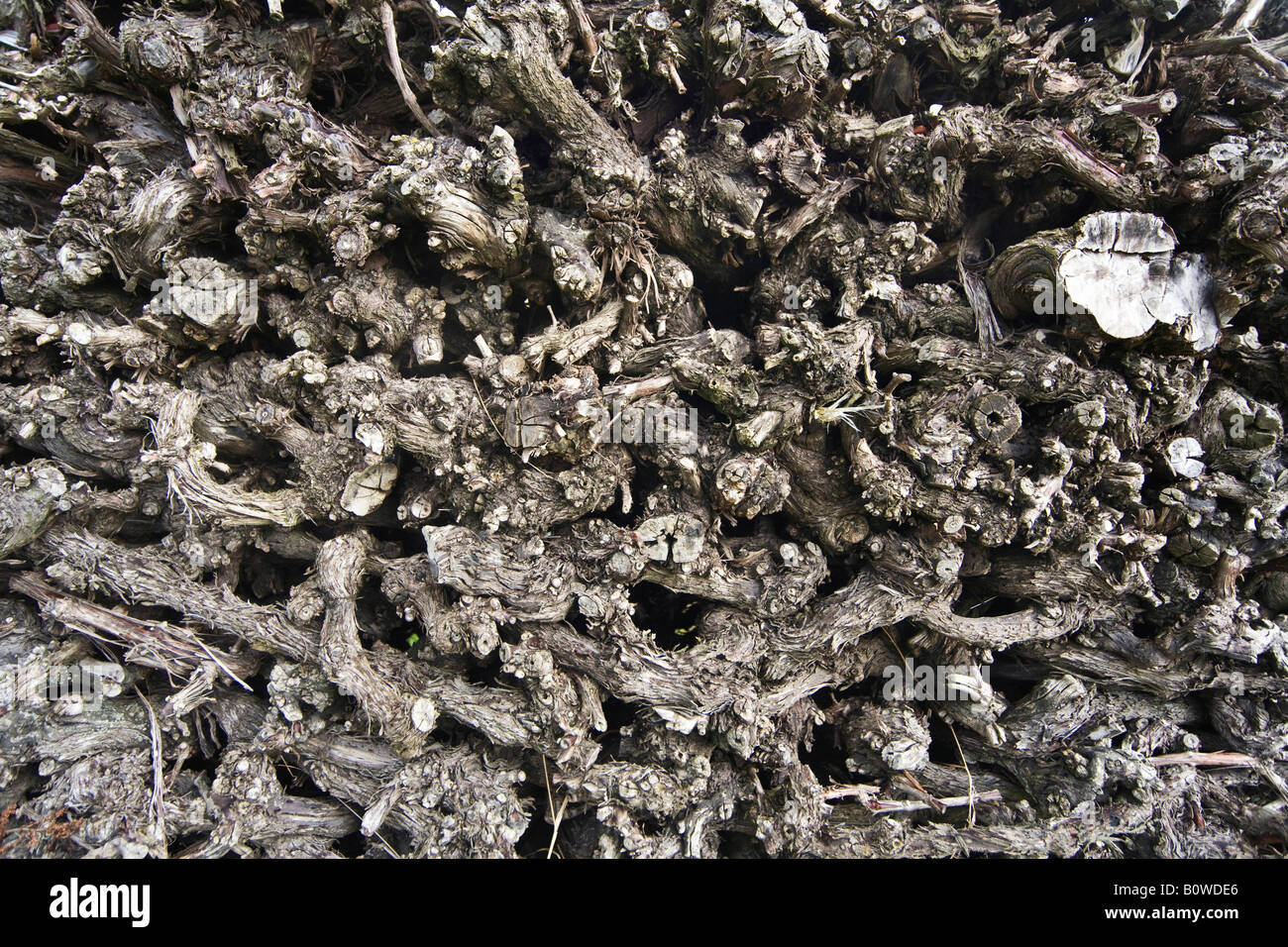 Layered dried twigs Stock Photo - Alamy