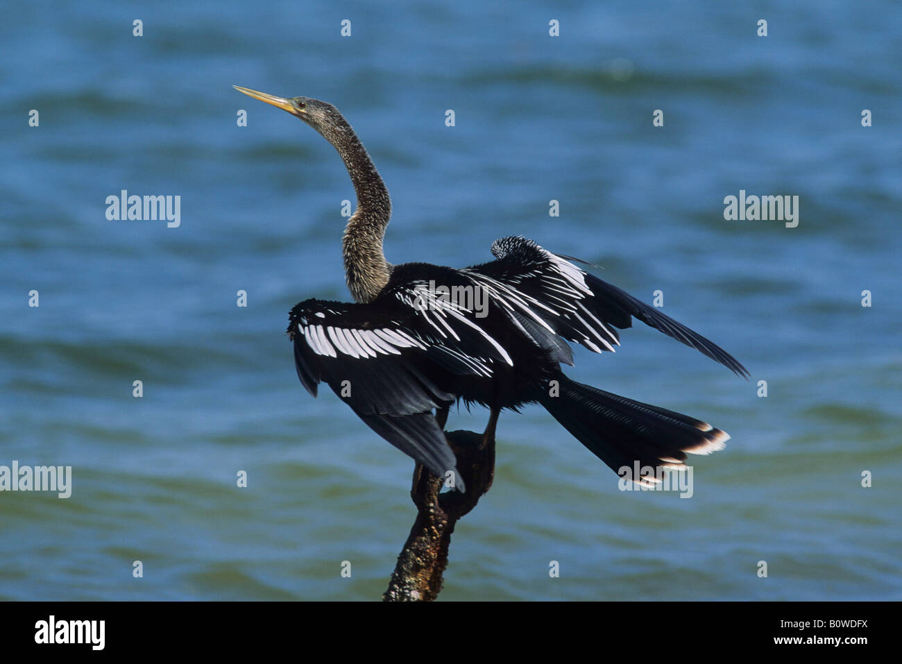Anhinga, Snakebird or Darter (Anhinga anhinga) drying its feathers ...